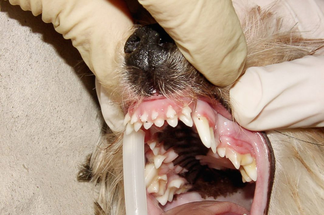 Oralchirurgie, Mund-Kiefer-Chirurgie durch Tierzahnarzt in Berlin