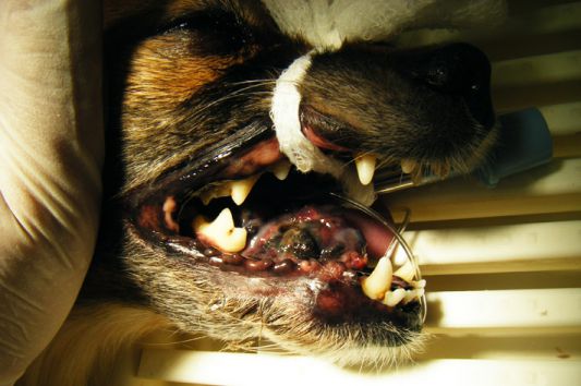 Oralchirurgie, Mund-Kiefer-Chirurgie durch Tierzahnarzt in Berlin